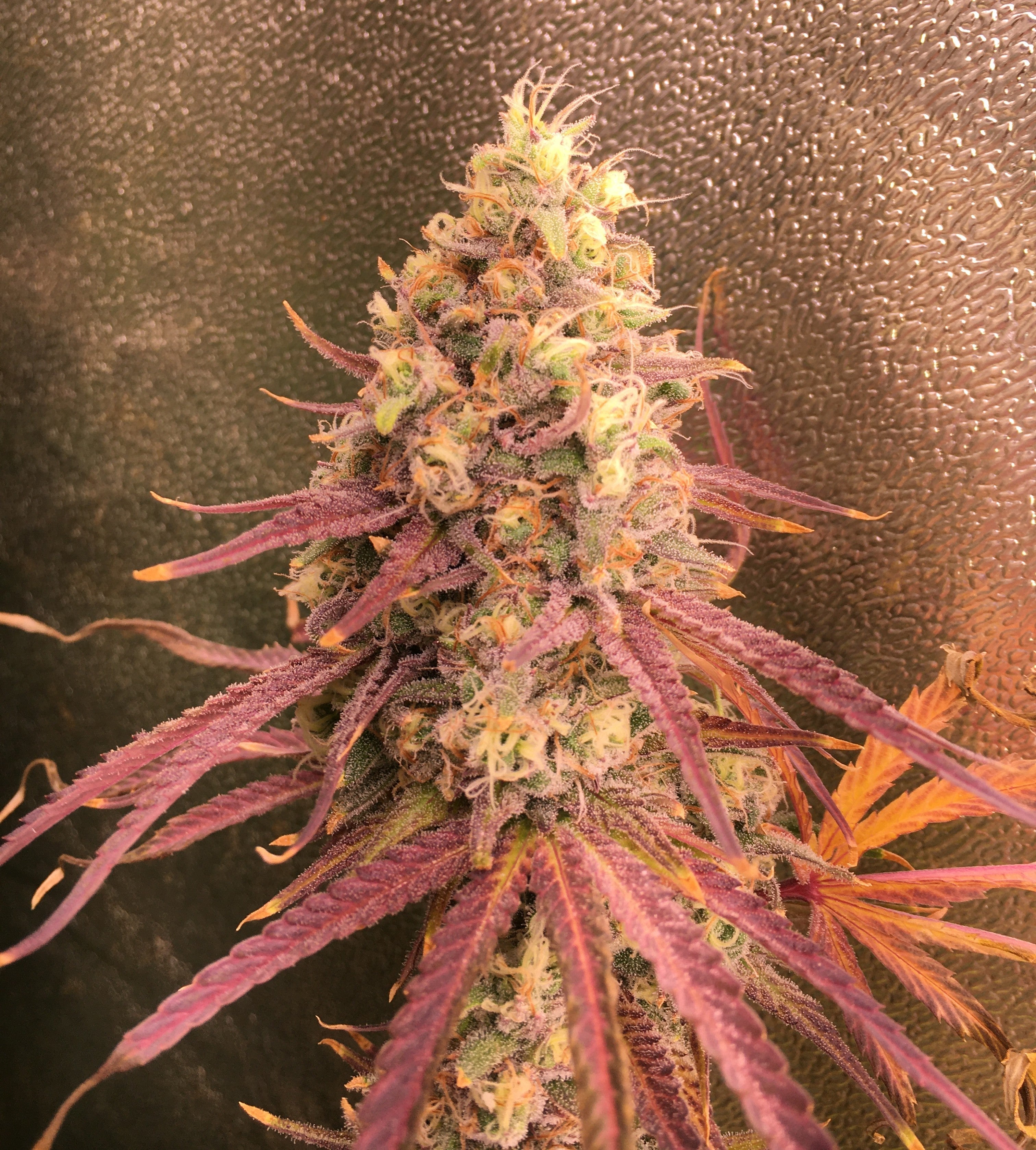 Why U.S. Resident Cannabis Seed Buyers Should Purchase from U.S.-Based ...