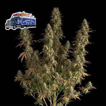 Seedsman – Strain Envy