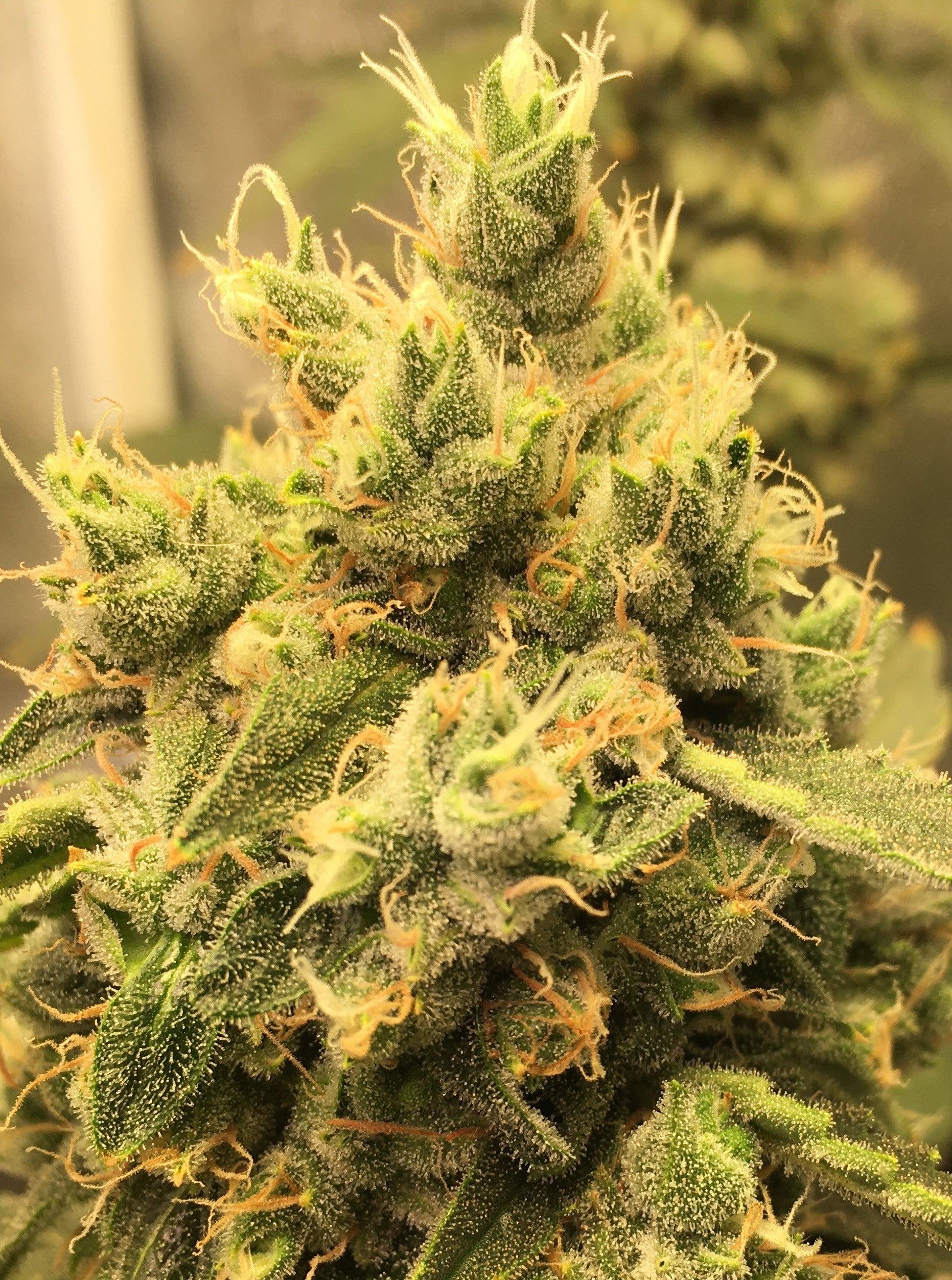 Brain Smear - Breedlove Genetics – Strain Envy