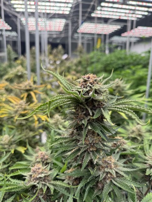 Cherry Cola RF3 Auto - Fast Buds – Strain Envy