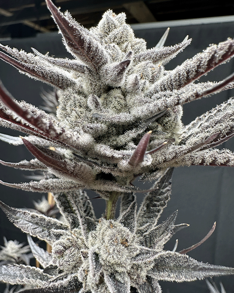 Feminized Seeds – Strain Envy