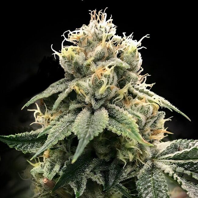 Chocolate Truffle Shuffle (C.T.S.) - DNA Genetics – Strain Envy