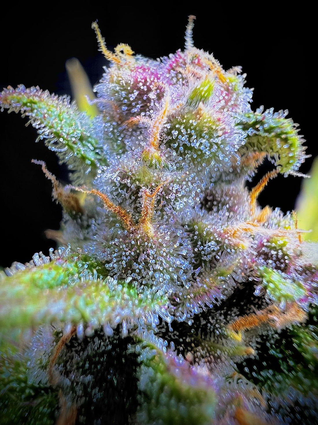 Gorilla Punch Auto - Fast Buds – Strain Envy