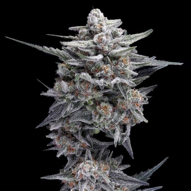 HG23 (Michael Jordan) Auto - DNA Genetics – Strain Envy