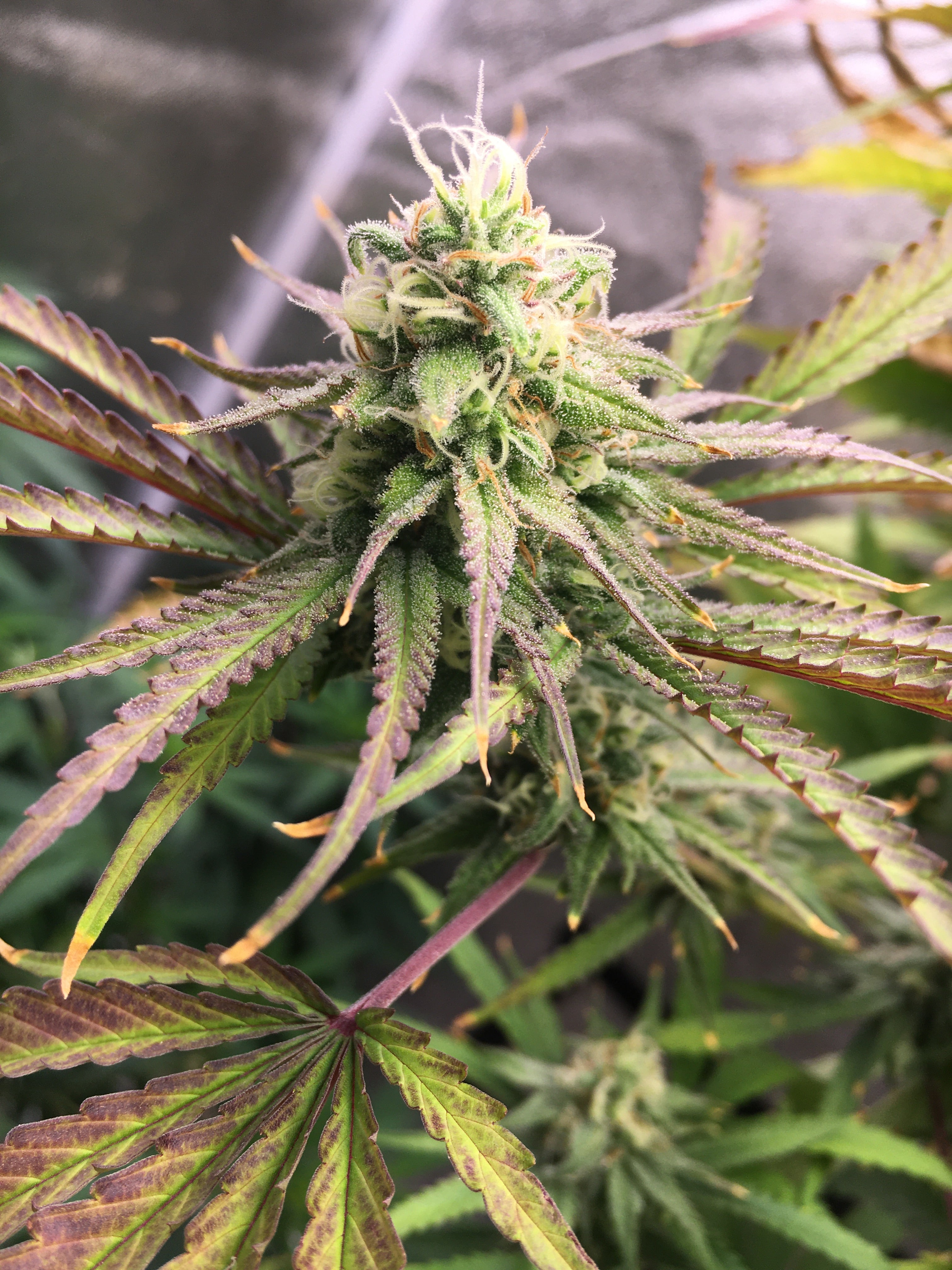 Strain Envy Genetics Seedbank