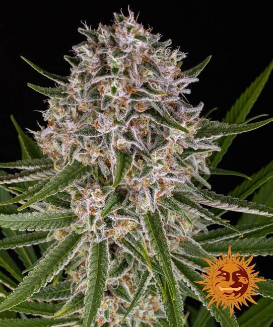 Lemon Haze Auto - Barney's Farm – Strain Envy