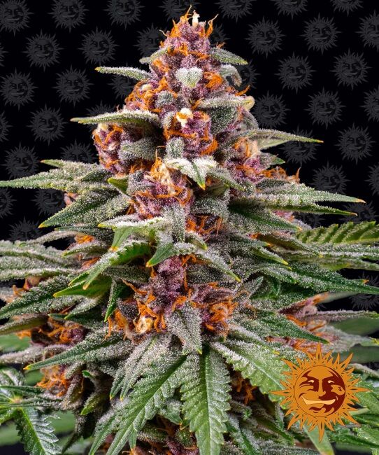 Runtz Auto - Barneys Farm – Strain Envy