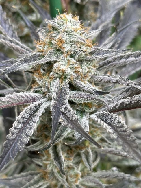 Strawberry Cadillac - Lovin In Her Eyes – Strain Envy