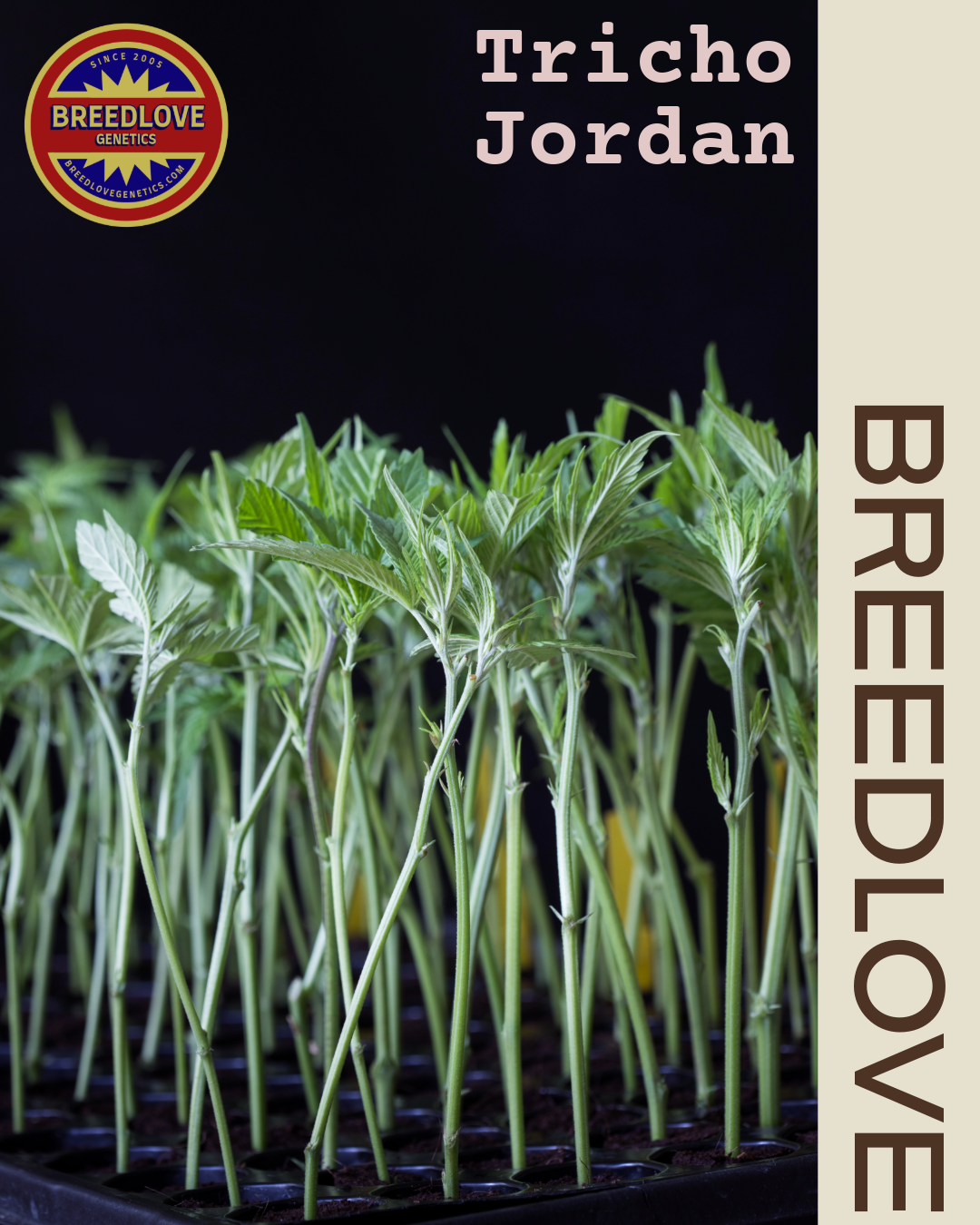 Breedlove Genetics – Strain Envy