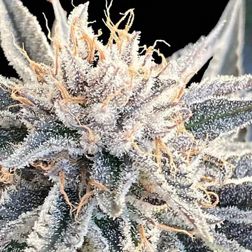 Strain Envy Genetics Seedbank