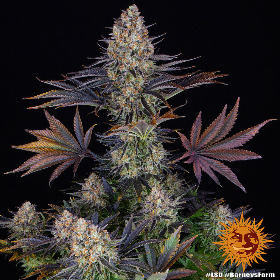 Number 1 USA Cannabis Seedbank with Free Same Day Shipping – Strain Envy